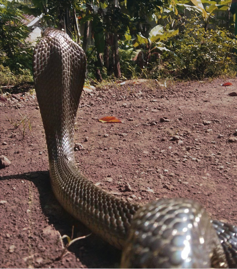 Indonesia Dangerous Snake | Storyteller Zone