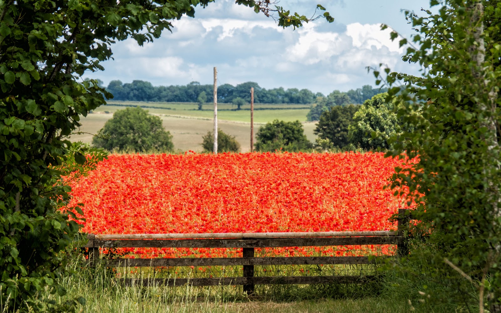 My Country Walks: Monday 15th June 2020 Poppy fields