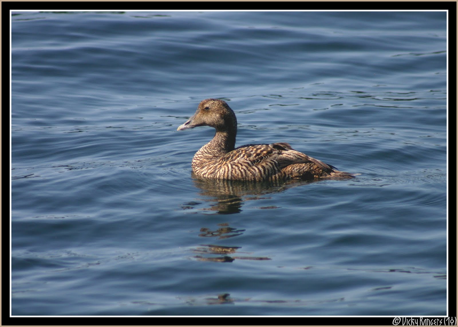 La faune et la flore du Québec en photos: Canards