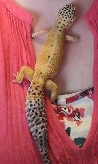 Wild at Heart: Leopard Gecko Kidney Failure