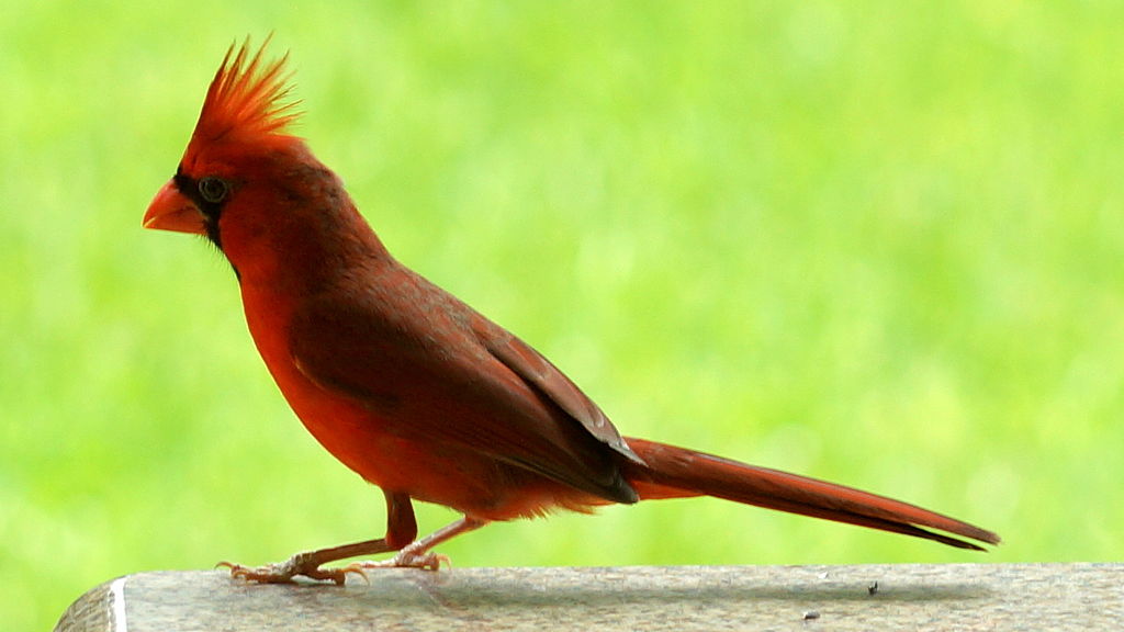 CARDINAL BIRD photos - wallpapers | the fun bank