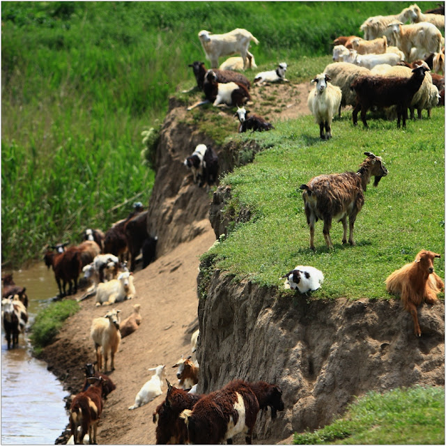 despre ....... lumea mea.: capre in peisaj