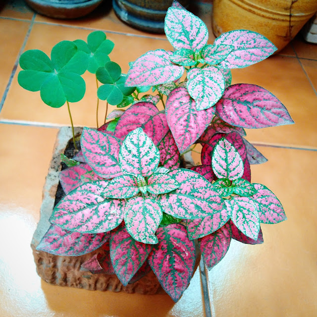 Urbanika Moda: 5 Plantas de hojas color rosa