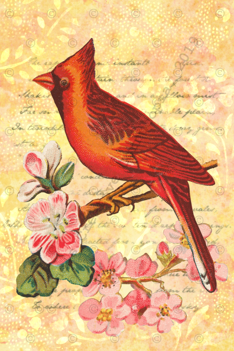 Anne's Creative Cornucopia: "Cardinal" - Postcard