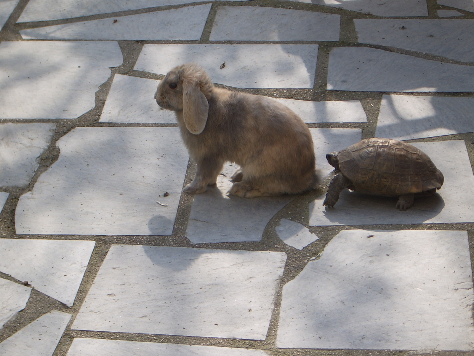 NOS PETITS FRERES LES ANIMAUX: Lapin et tortue (photos) NOS PETITS FRERES LES ANIMAUX: Lapin et tortue (photos)