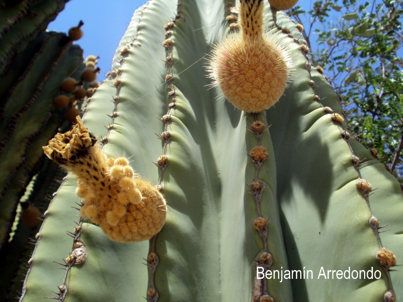 El Bable: El fruto de los cardones.