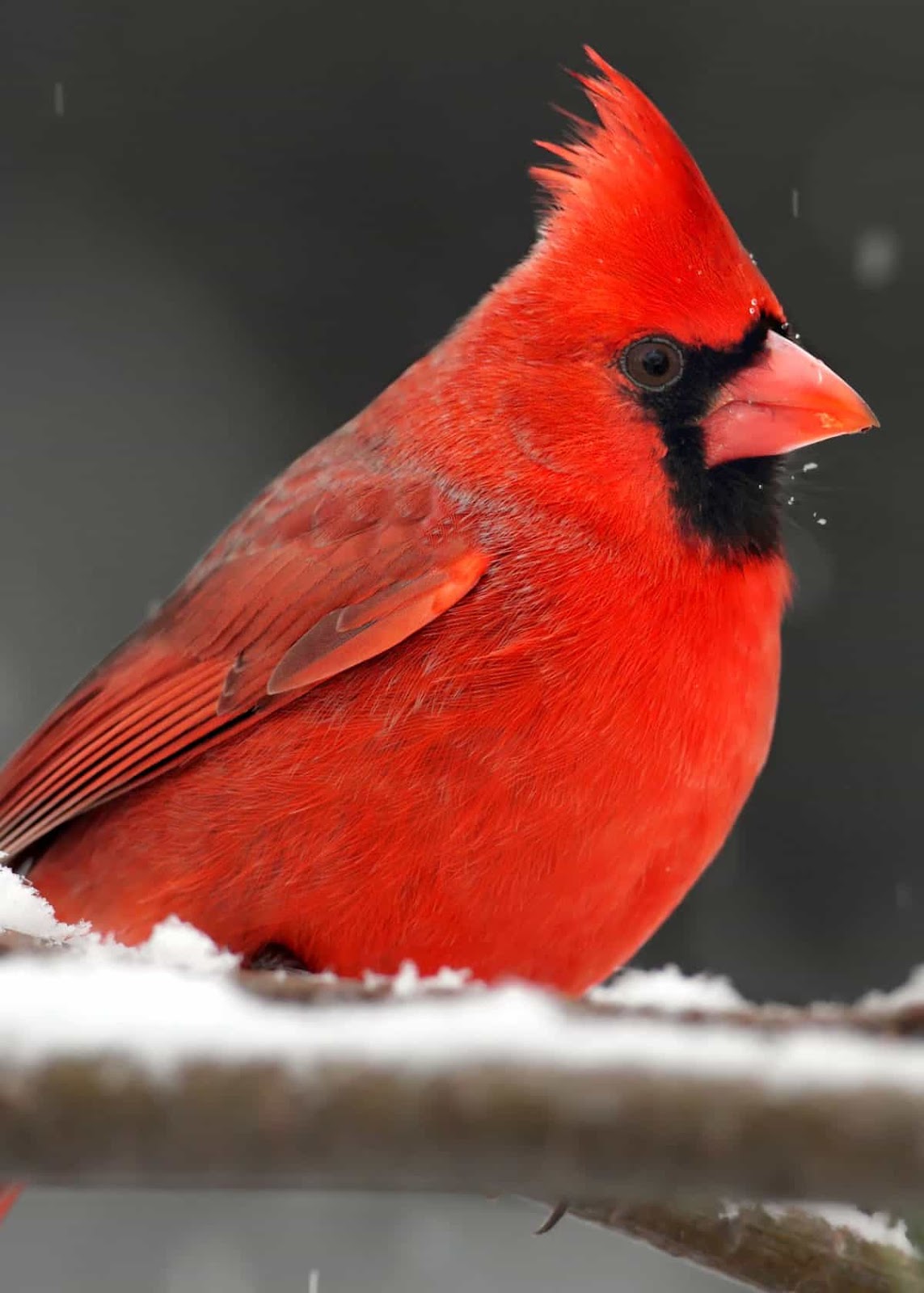 CARDINAL BIRD photos - wallpapers | the fun bank