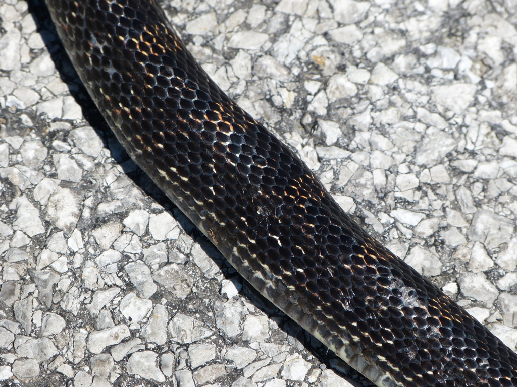 Norfolk County Naturalist: Gray Ratsnake Norfolk