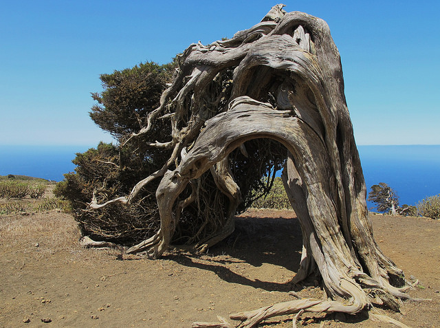 8 Extremely Strange Looking Trees | The Life in The World