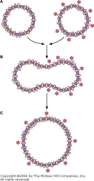 De Histology: Cell Components (Part 2)