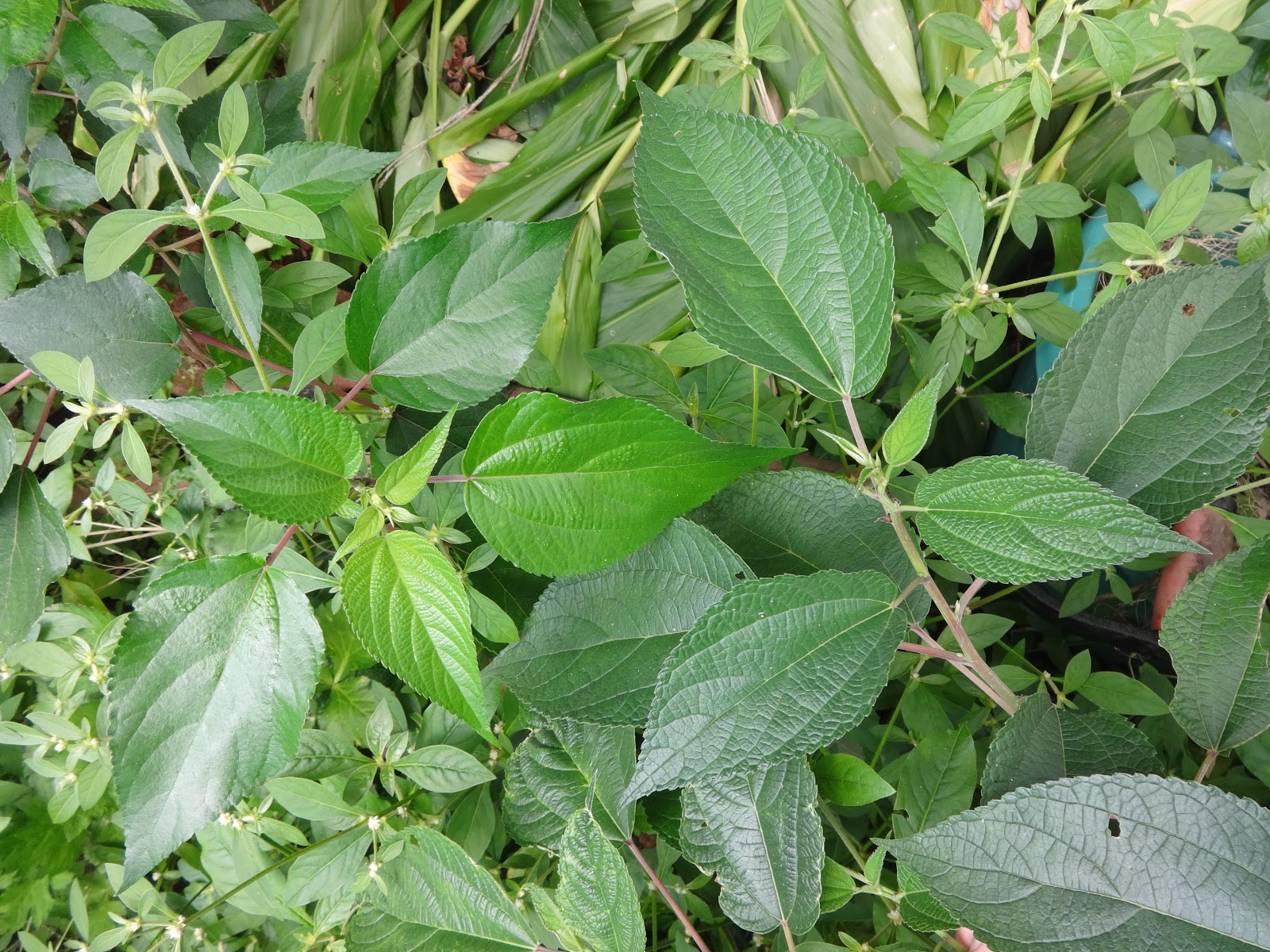 Herbs from Distant Lands: Pipturus spp. - Mamaki Tea, Handalamay, Armwe ...