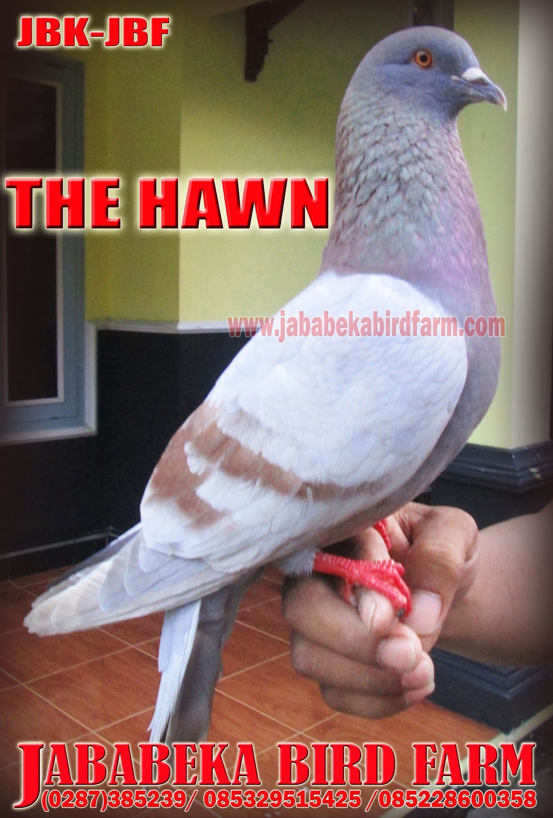 085228600358 / 085329515425 4 Karakter Kunci Merpati Kolong Juara Oleh ...