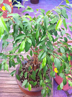 La Mar de VeRde: FICUS BENJAMINA O MATAPALO