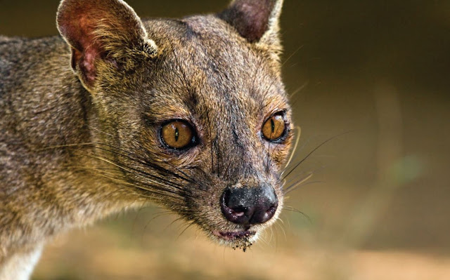 FOSSA - My Animal