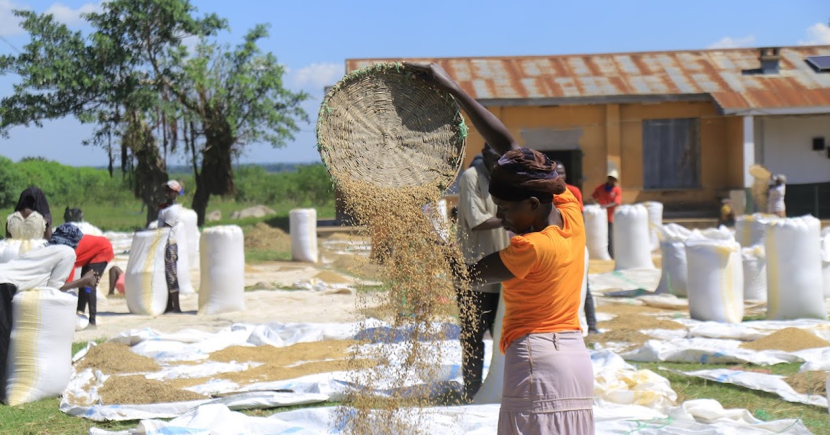 Doho Irrigation Farmers’ Cooperative Society upgrades their rice ...