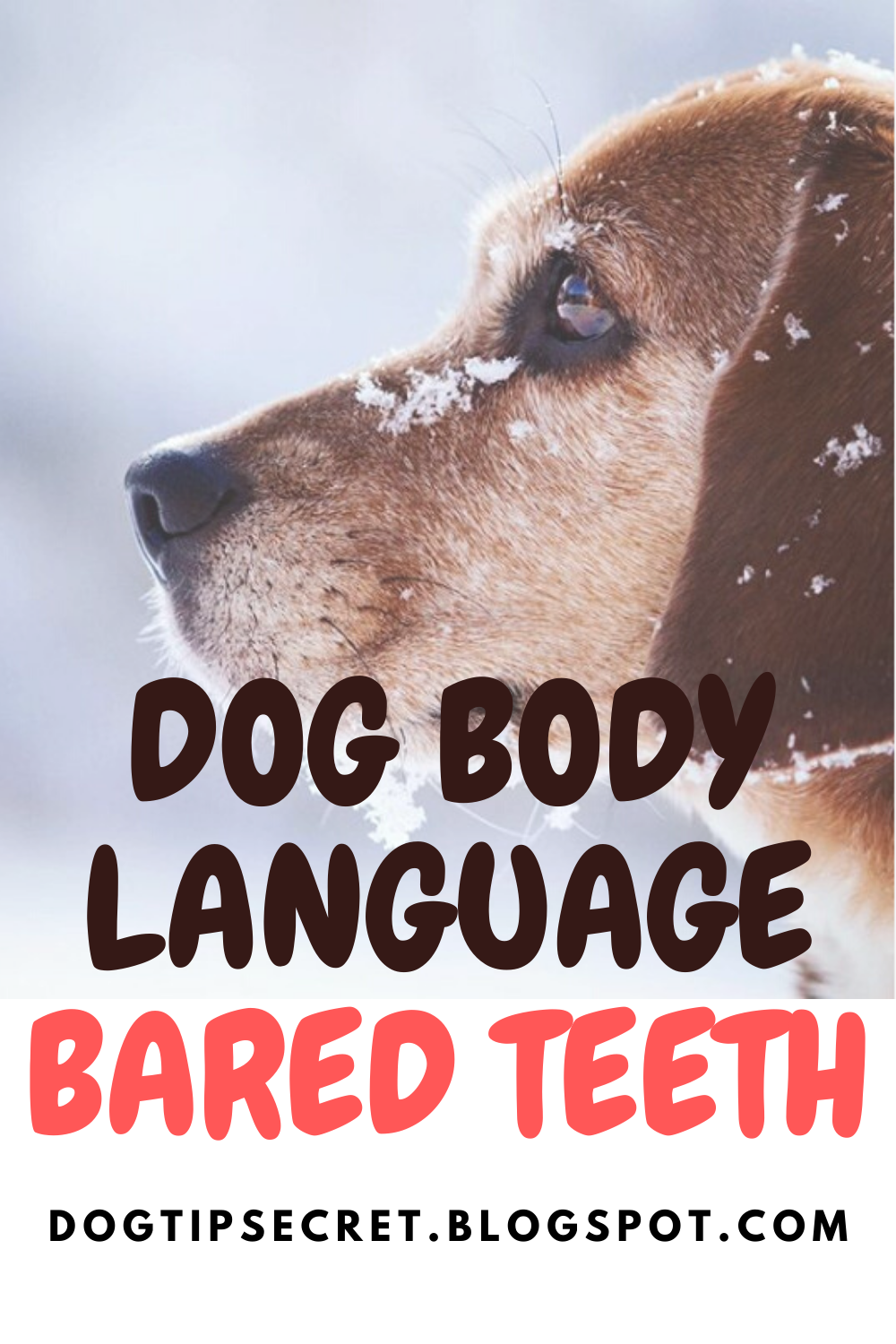 Dog Body Language: Bared Teeth | Dog training tips | Dog Tips Secret