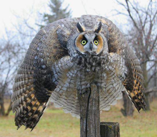 World's Biggest Owl