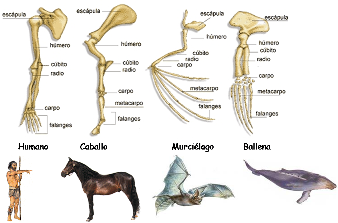 aulabiogeotoni: 4º ESO. TEMA 9. EVOLUCIÓN BIOLÓGICA