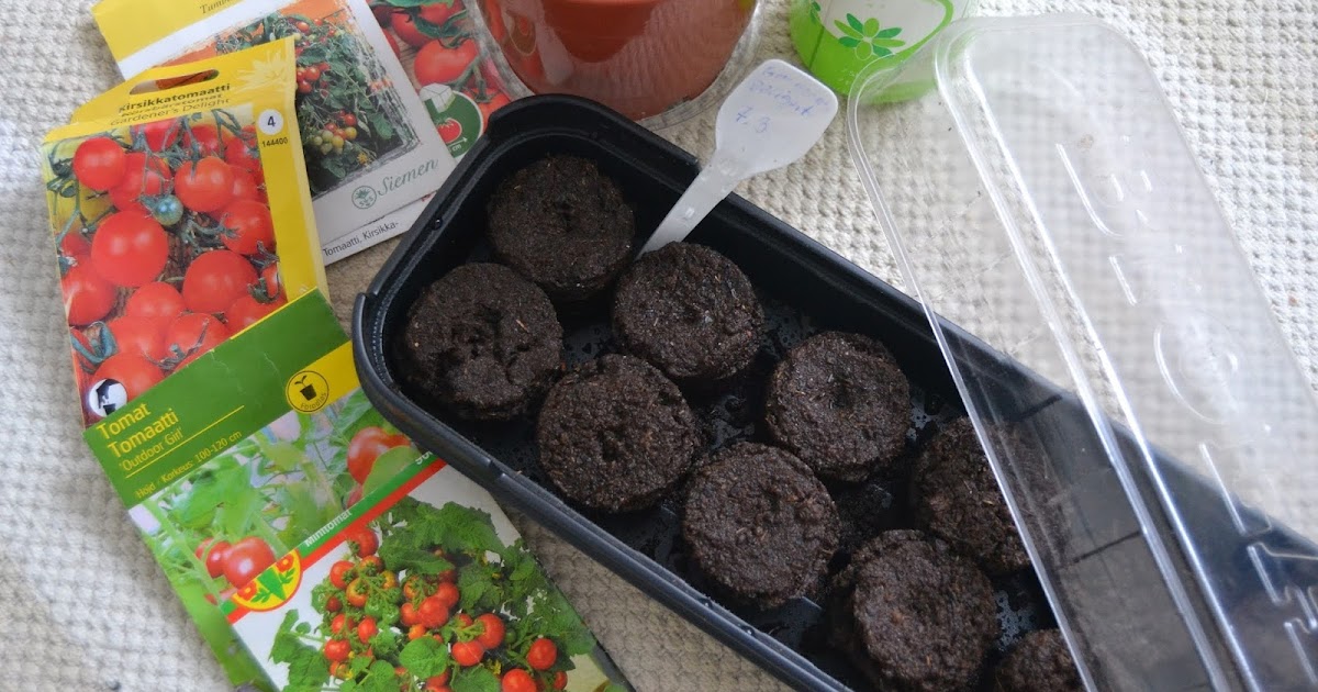 Annen Allakka: Nyt kylvetään tomaatin siemenet