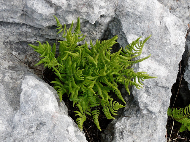 Hutton Roof's Special Ferns and More: Gymnocarpium robertianum ...