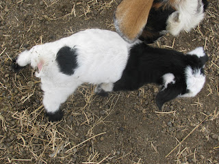 Dakotagoats: Spoiled Goat..