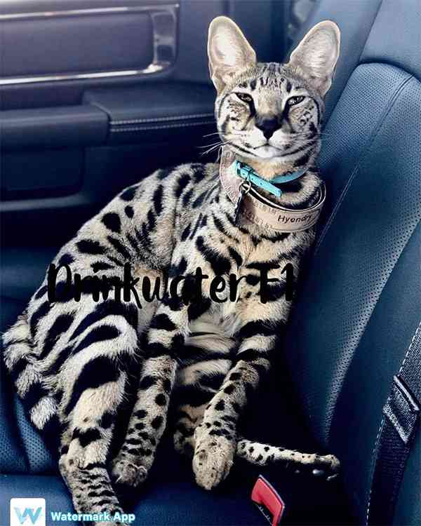 20 Incredible Photos Of Big-Sized Cats That Might Surprise You How Big ...