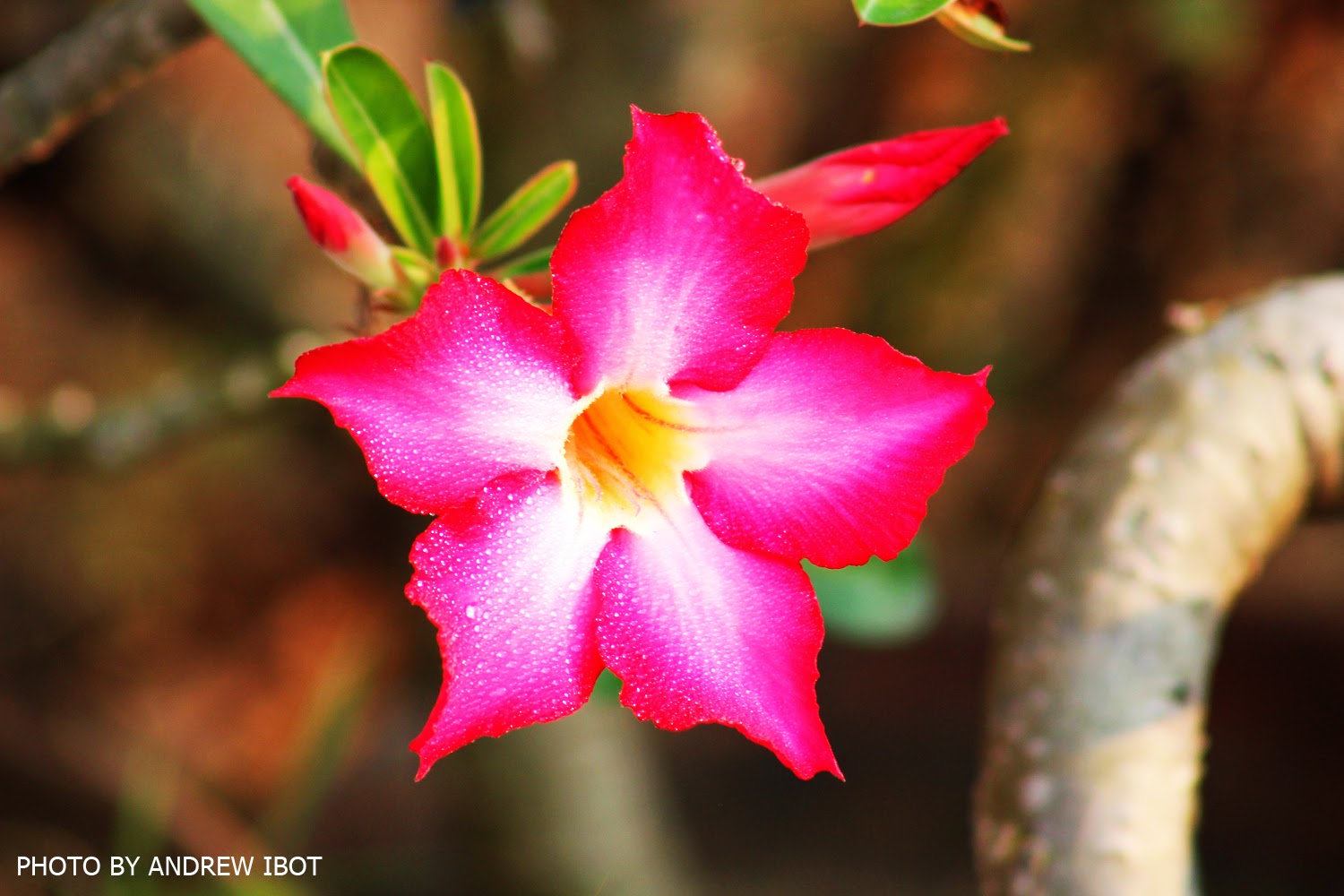 Ako si ANDREW IBOT!: Kalatsutsi (Plumeria acuminata Ait)