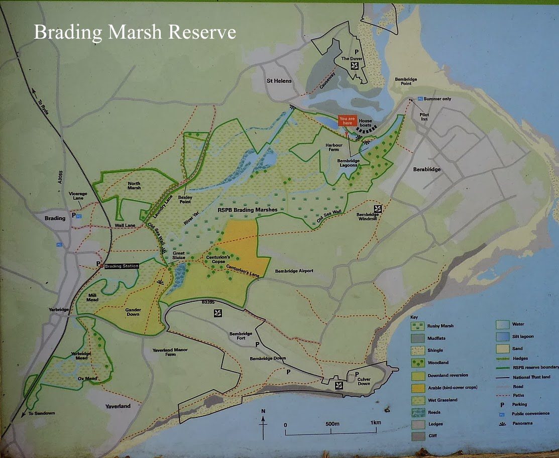 Birding For Pleasure: Brading Marsh, I.O.W.