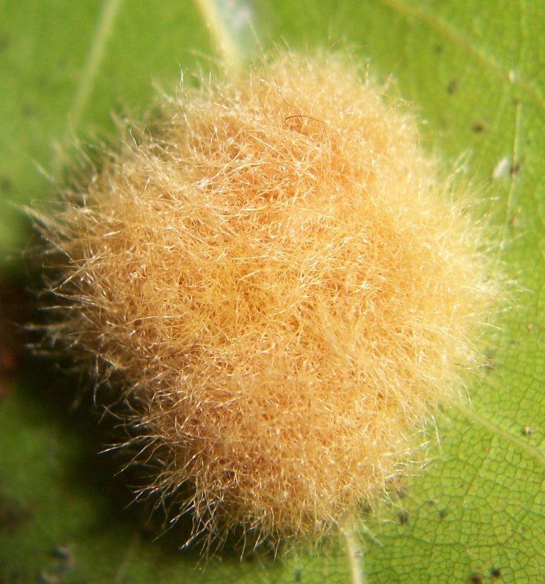 cabin talk: little brown fuzzy things