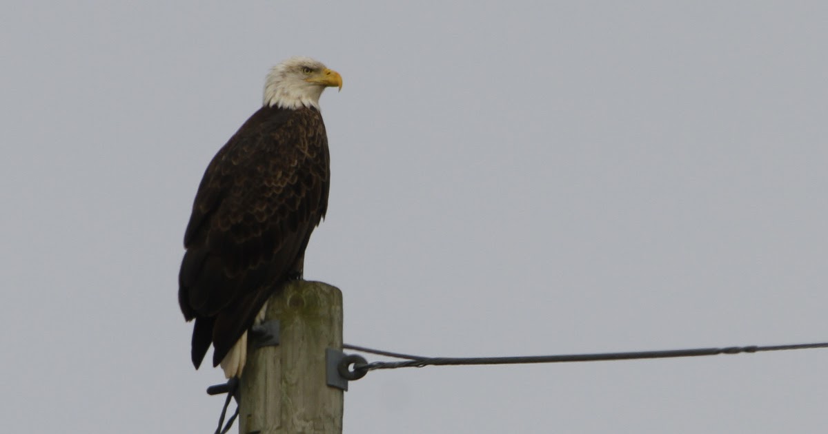 Nerdy for Birdy: A flock of Eastern Bluebirds