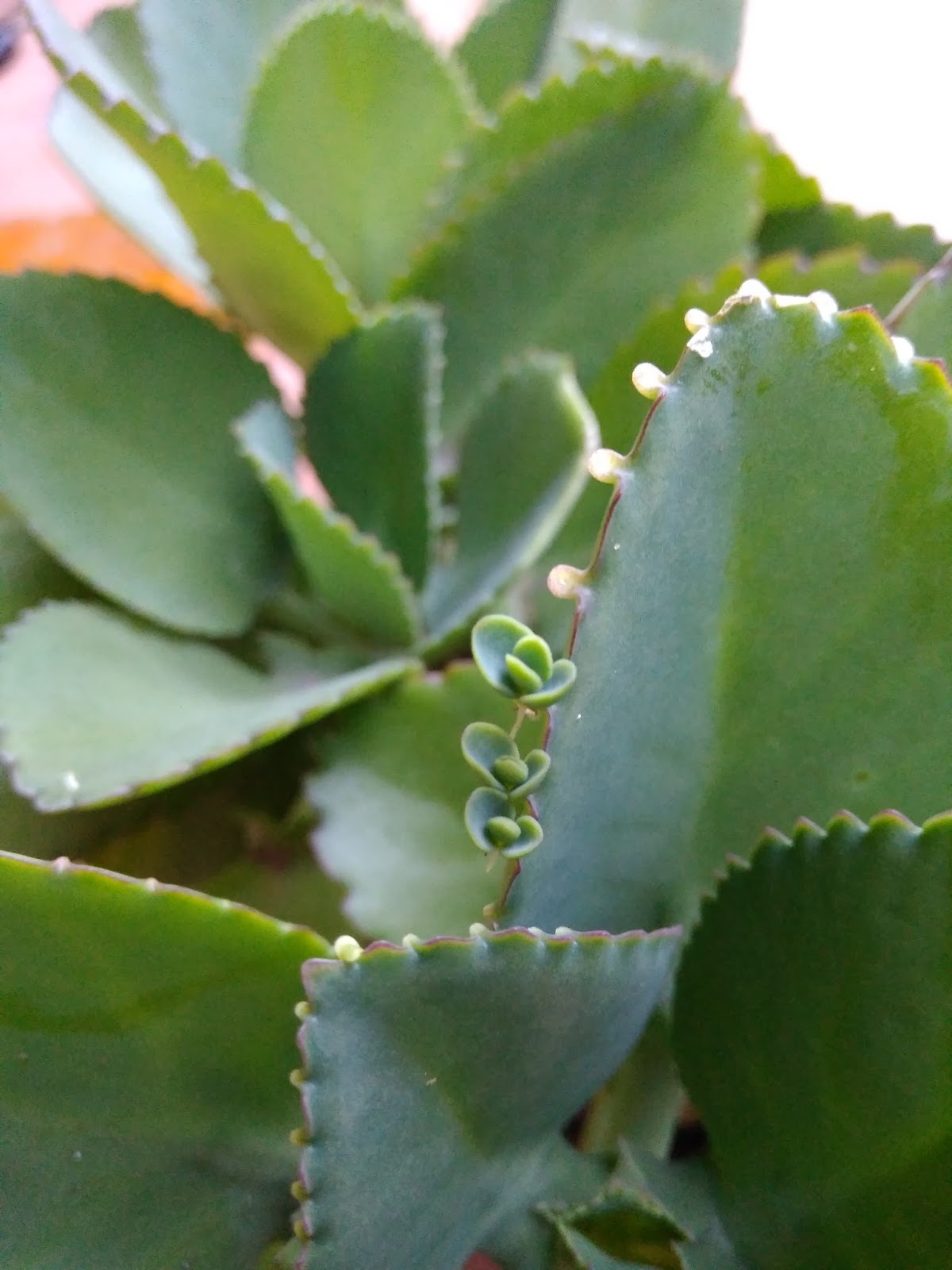 47+ Tren Bunga Cocor Bebek, Gambar Bunga