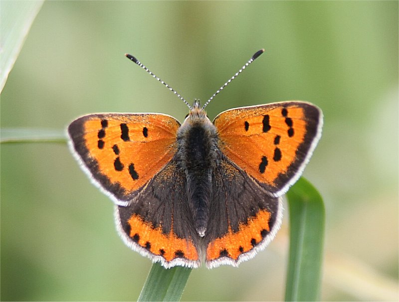 Murfs Wildlife : Small Copper Butterfly