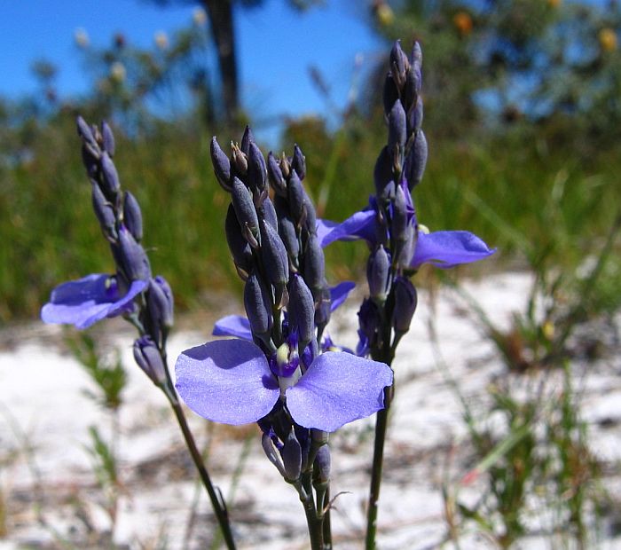 Esperance Wildflowers: Comesperma calymega - Blue-spike Milkwort