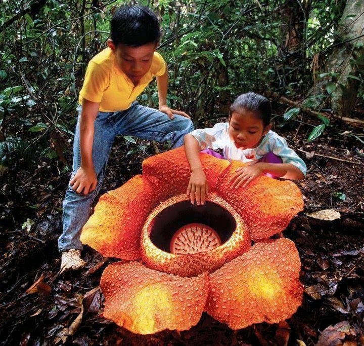 Huellas del Paraíso: Rafflesia arnoldii, un gigante entre las flores