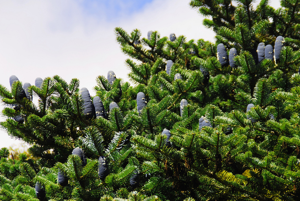 Welcome to lovely Sujuprakriti