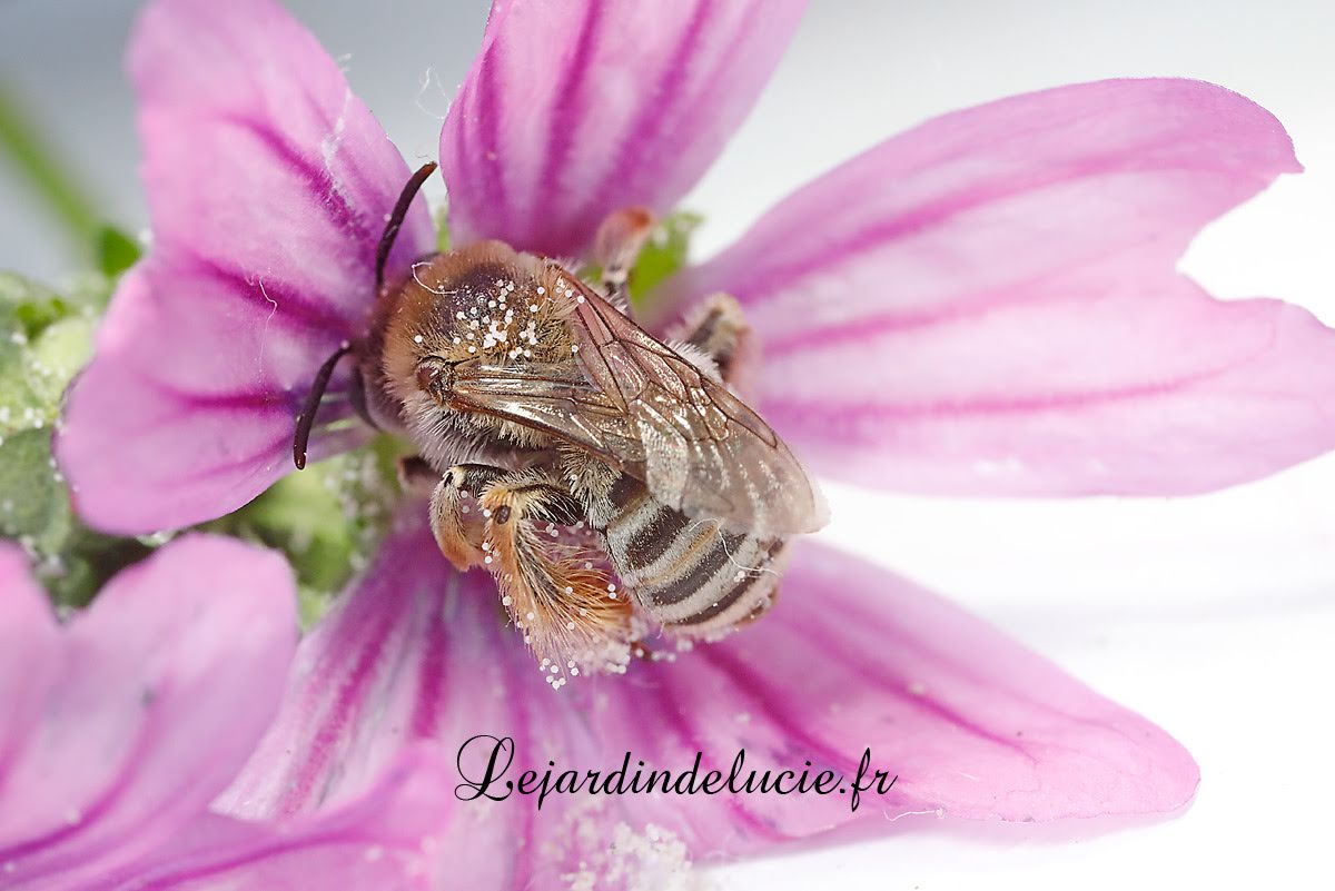 Tetralonia malvae femelle (Eucère de la mauve) aime les Mauves
