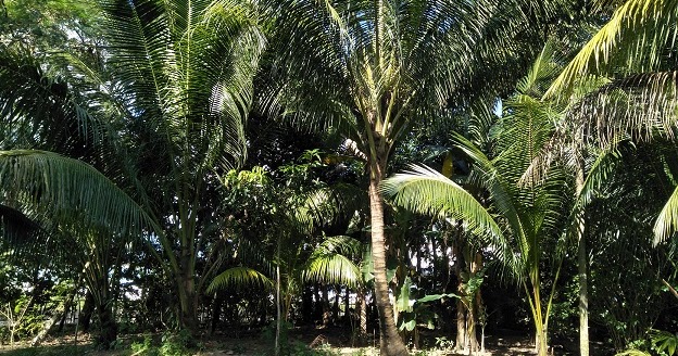 This Wonder-ful Life: Coconut Palms aka Tree of Life