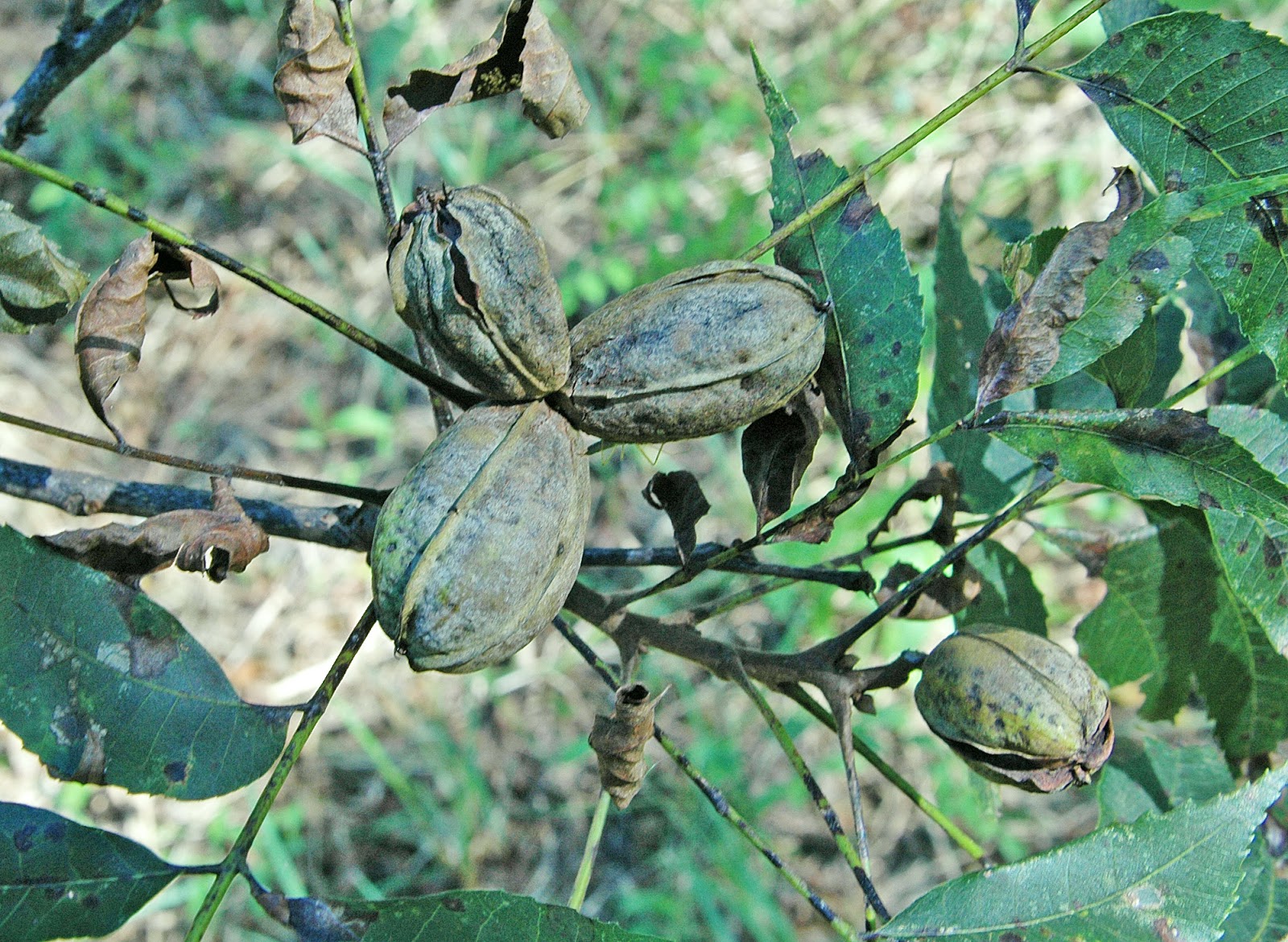 Northern Pecans: 2019
