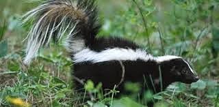 Fakta Fakta Hewan Sigung - green world