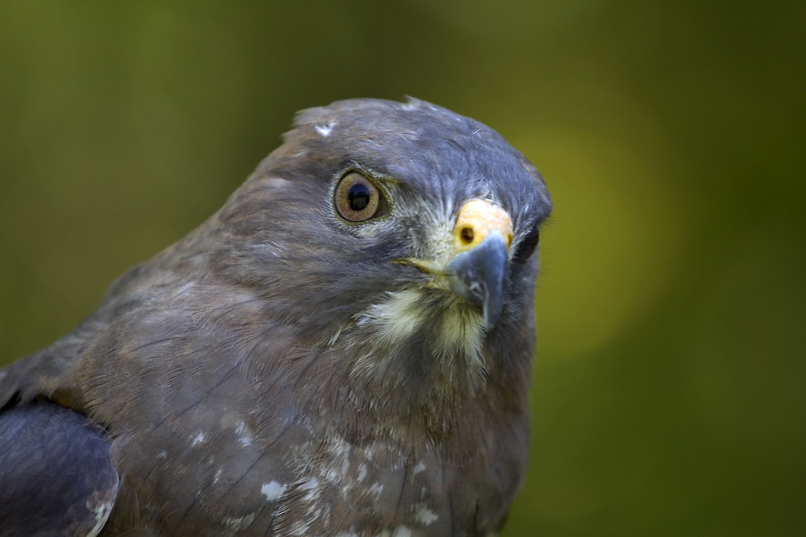 Ann Brokelman Photography: Broadwing Hawks at Algonquin and Mountsberg ...