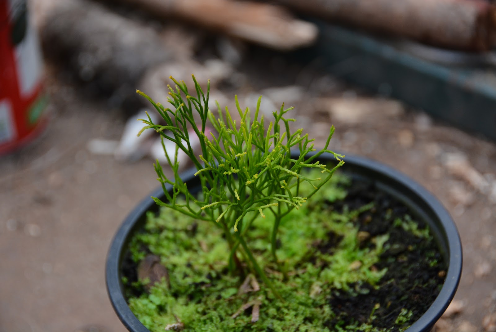 JARDIN DE HELECHOS: PSILOTUM NUDUM