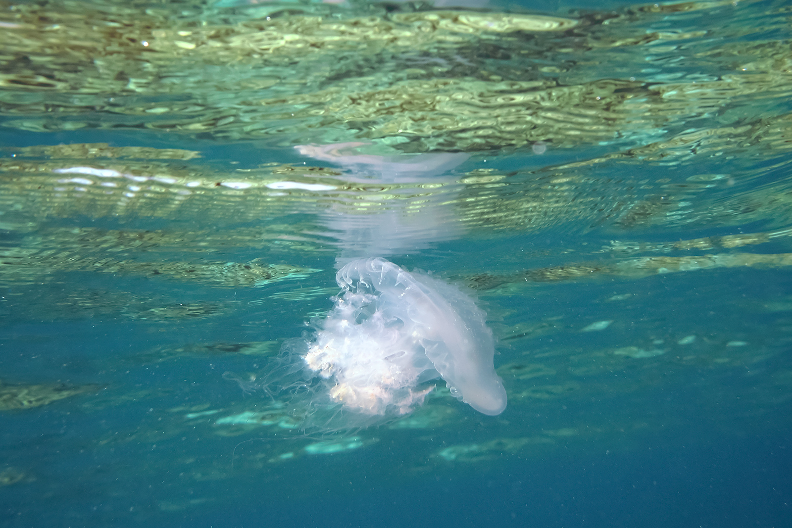 Olar Barndõk fotoblog: Meduus