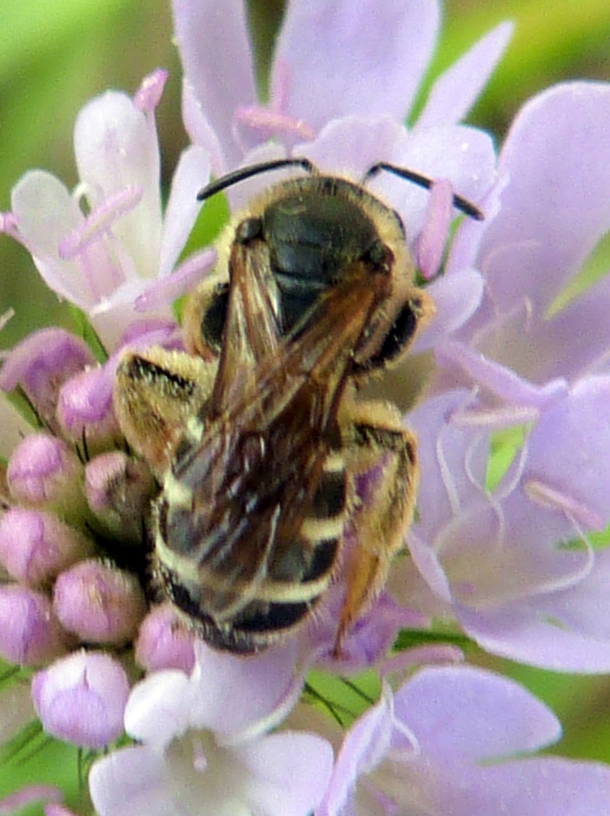 Taxonomía Arthropoda: Clase Insecta Orden Hymenoptera