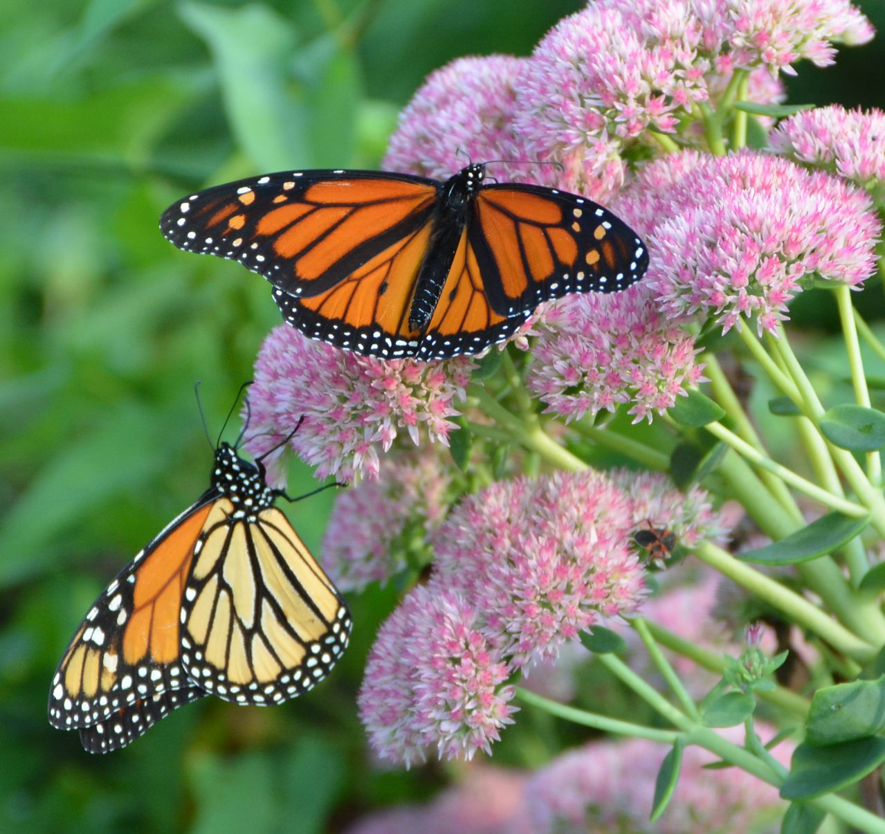 Flower Hill Farm: September Garden Walkabout Blooms of Monarchs