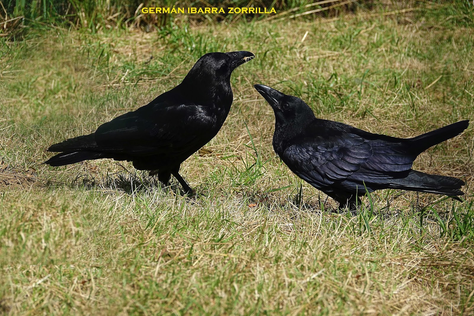 FAUNA COMPACTA el blog de Germán Ibarra Zorrilla: Cuervo (Corvus corax)