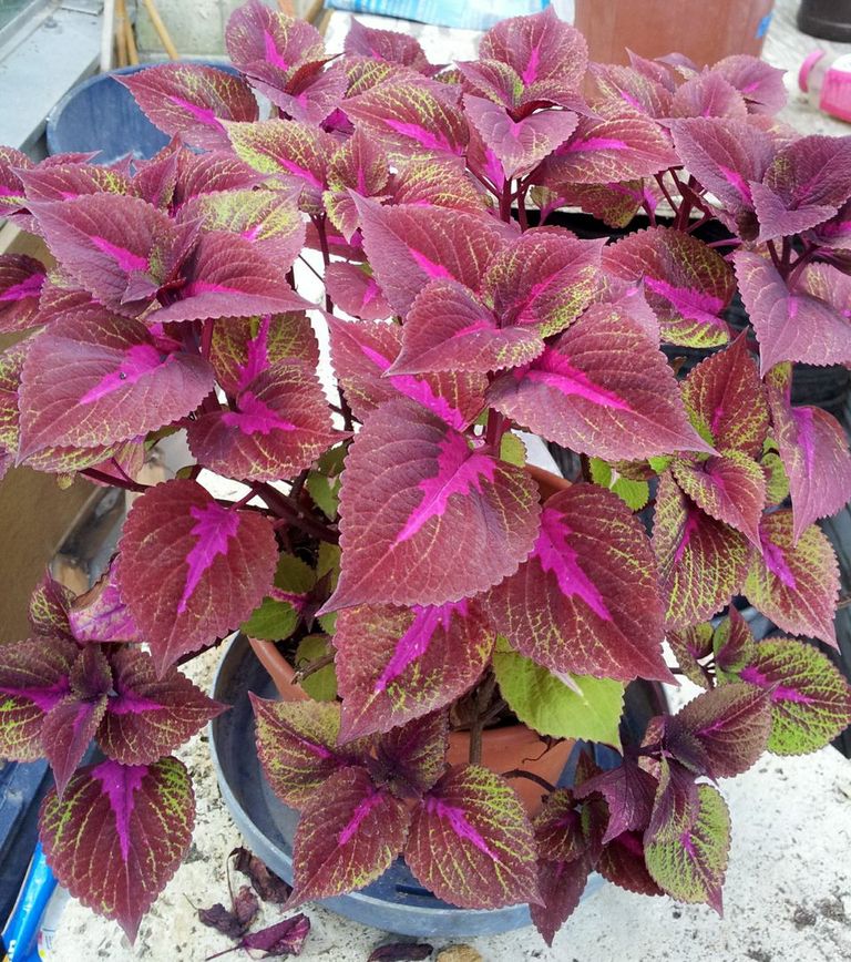 The Horticulture Society at UH: Growing Information