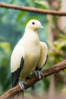 AMBIENTS NATURALS: Ducula subflavescens (sp-ssp, ?)