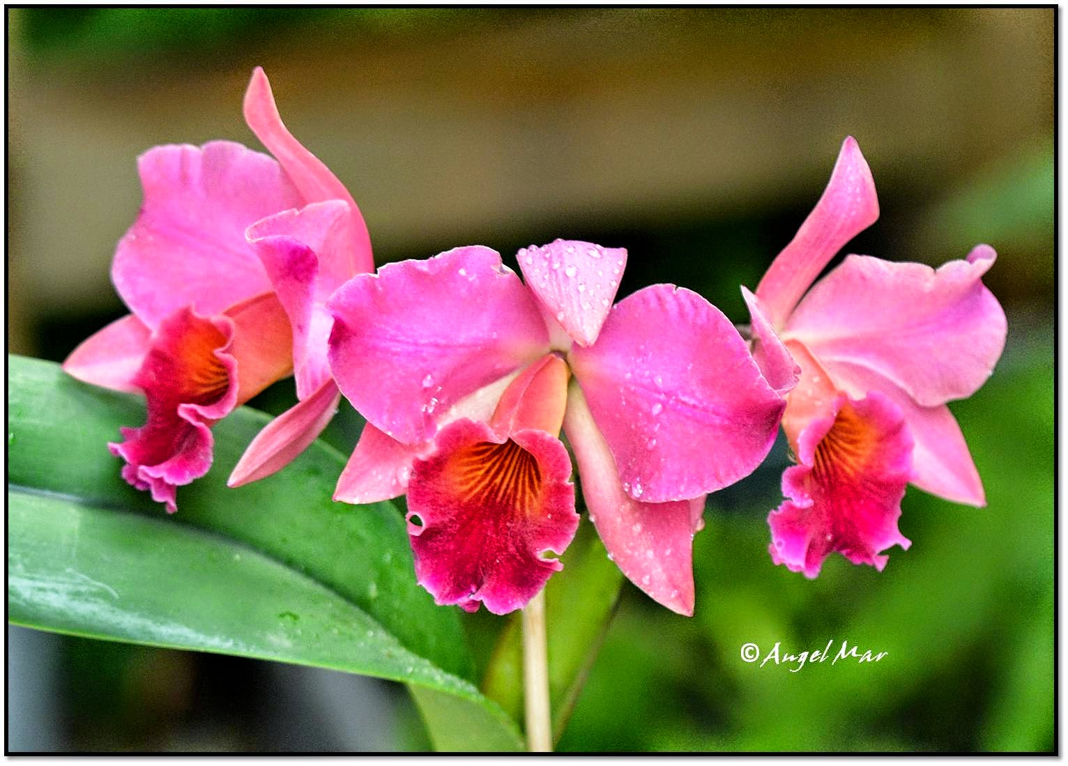 Orquídeas Blog de Angel Mar: Una hermosa Cattleya (Cuidados básicos)