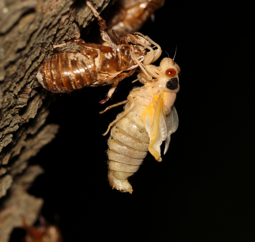 Listening in Nature: The Pharaoh of the Cicadas!