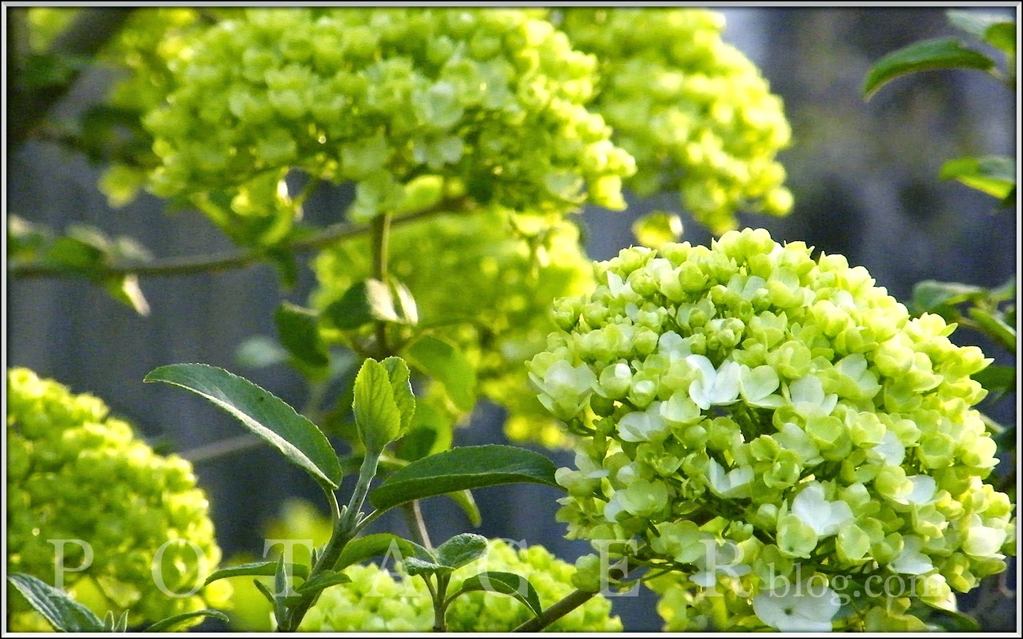 P O T A G E R: Chinese Snowball Viburnum